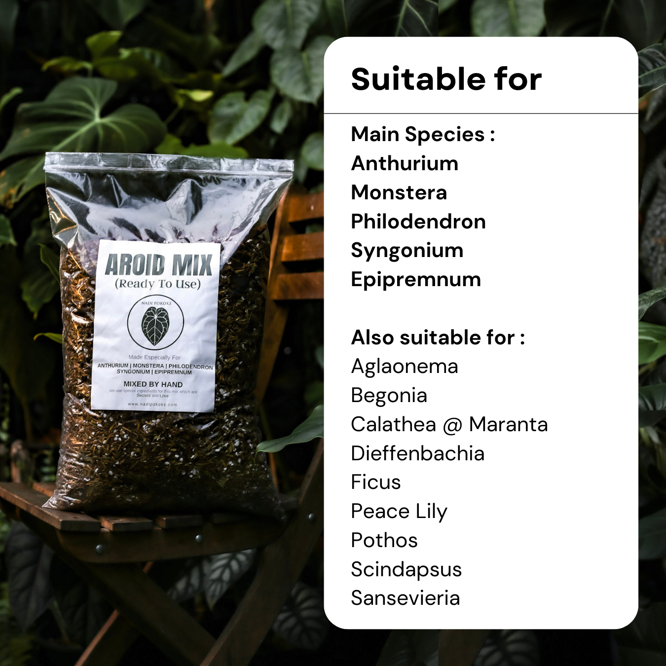 AROID MIX Ready To Use Soil Mix by NADI POKOKS especially for Anthurium ...