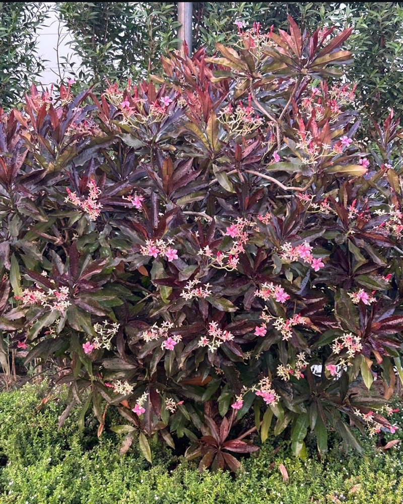 (GG real plant) pong pong red ^ cerbera odollam rubra daun bunga merah ...
