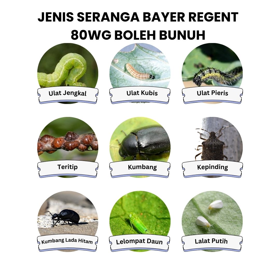 Bayer Regent 80WG 1g Uncang Fipronil 80% Racun Anai Anai campur 16L air ...