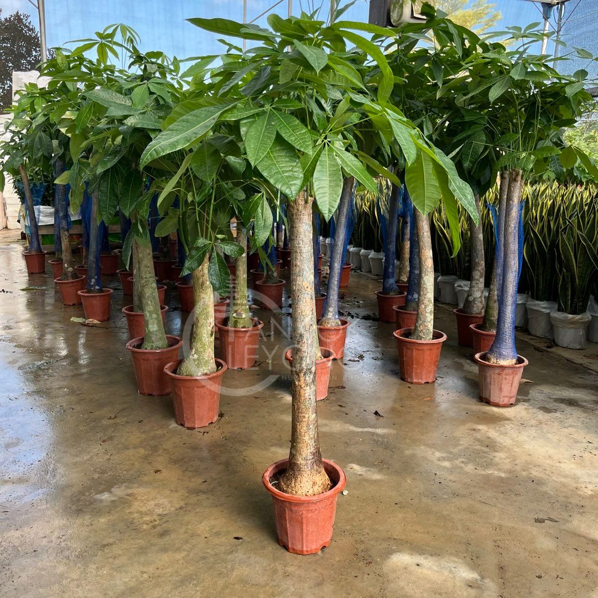 TKL - Big Pachira Stem/Pachira Aquatica/Money Tree (40cm-150cm) 大型发财树 ...