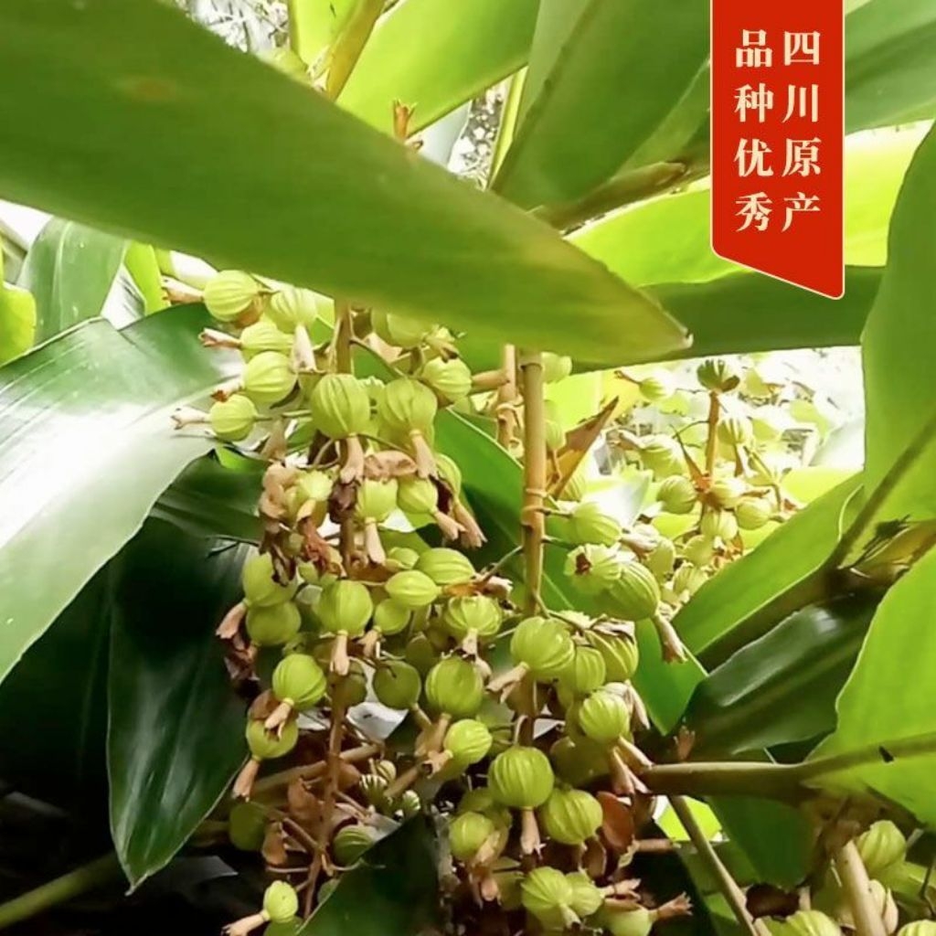 Authentic fishy smell removal Ambrosilicon spice Amomum vill 优质香砂仁 香料砂仁 ...