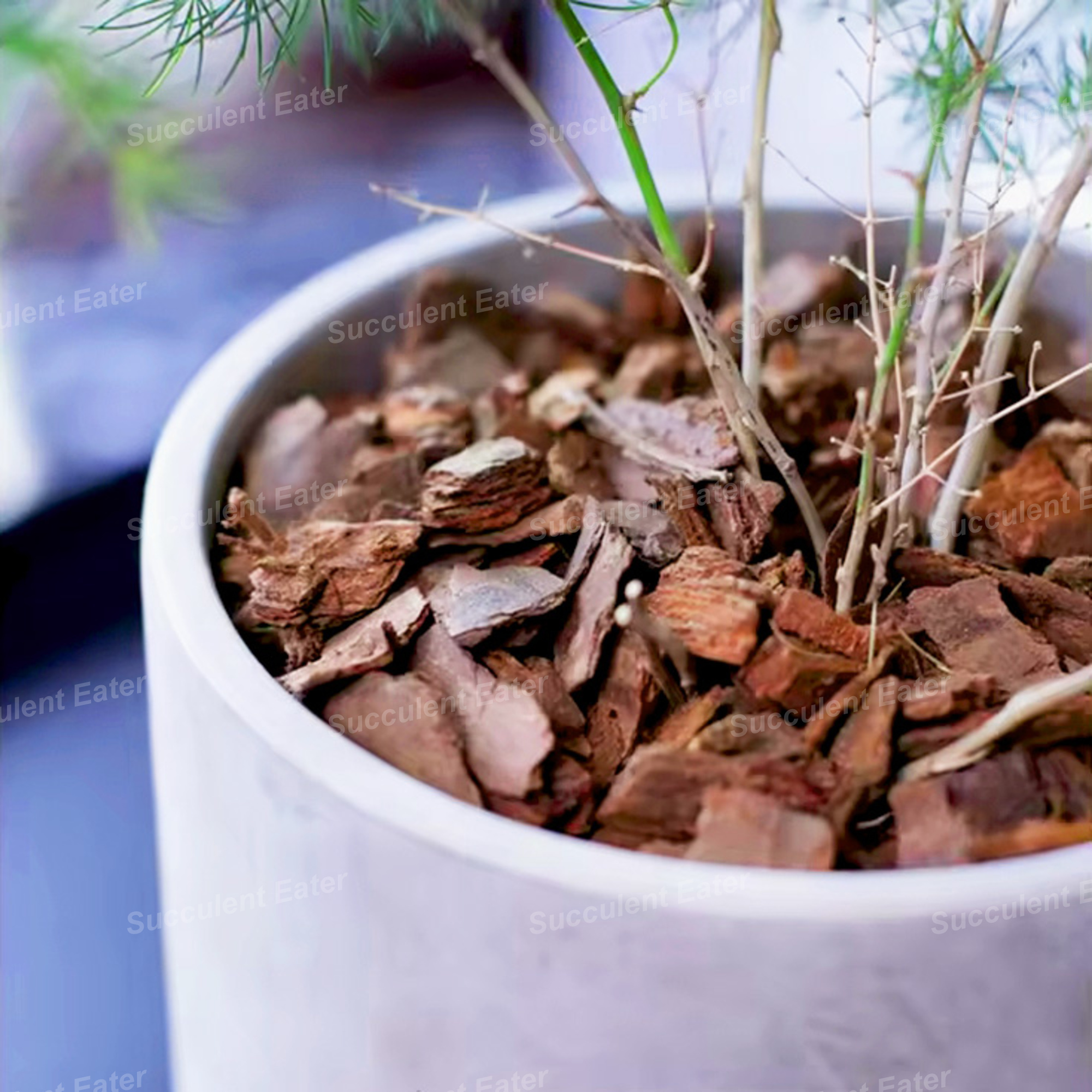 Pine Bark 1 Liter Kulit Kayu Pain Garden Plant Wood Orchid Turtle ...