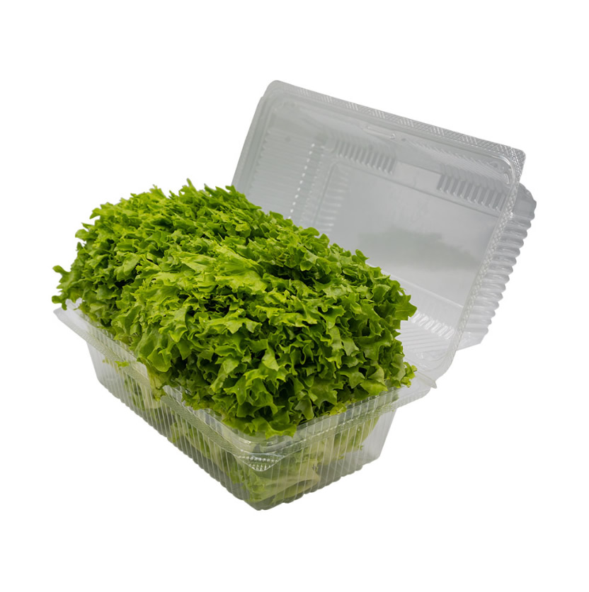 【400pc】Lettuce Packaging Container|Disposable Clamshell Vegetable ...