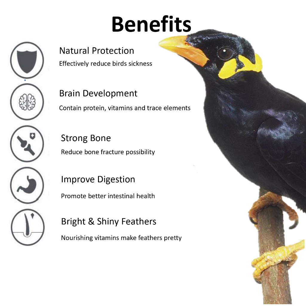 Jonsanty Luxury Premium Common Hill Myna Crested Myna Bird Food 1200ML ...