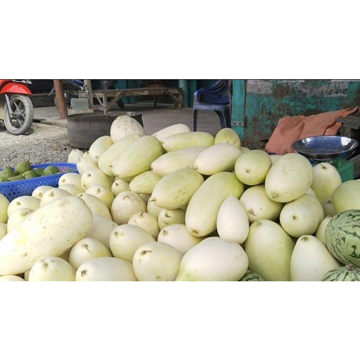 BENIH TIMUN BETIK KULIT PUTIH -TIMUN SUSU - TIMUN SURI - TIMUN WANGI ...