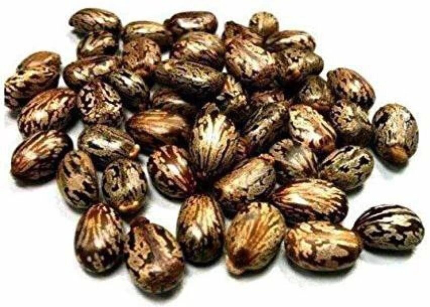 Amanakku Vithai - Castor Seeds 100g/250g/500g | Shopee Malaysia