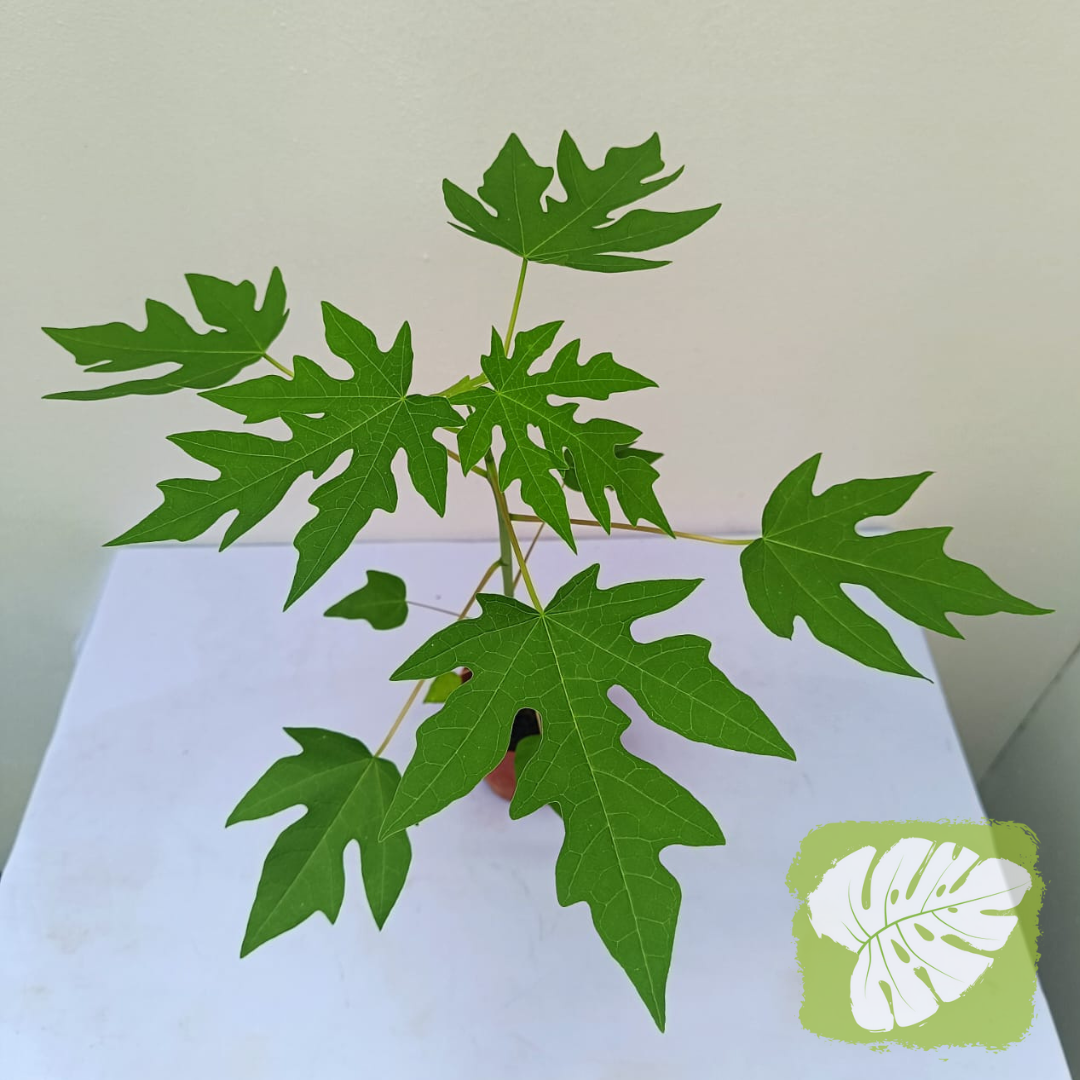 Papaya Plantlets Anak Pokok Betik 木瓜仔 IOB | Shopee Malaysia
