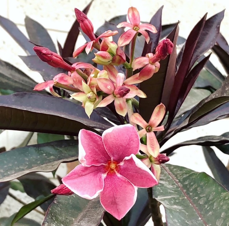 (GG real plant) pong pong red ^ cerbera odollam rubra daun bunga merah ...