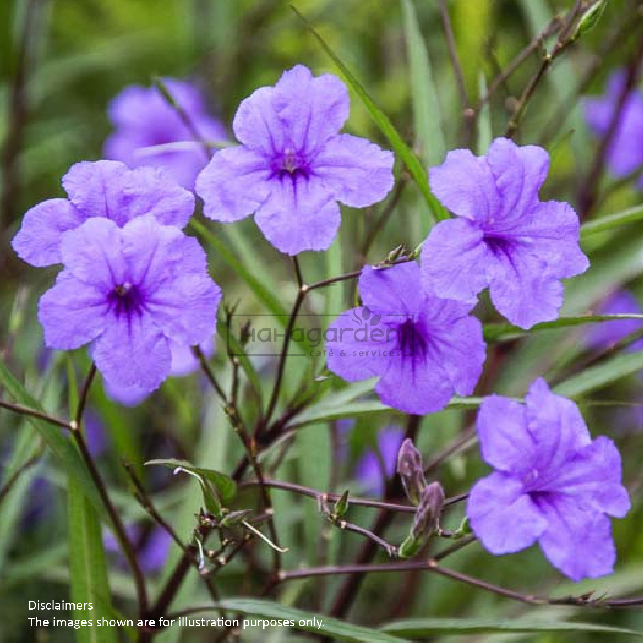 Anak Pokok Bunga Ruellia Ungu/ Ruellia Simplex Purple/ Petunia Mexico ...