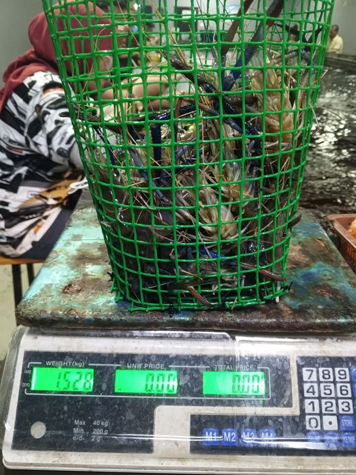 UMPAN KILLER UMPUN UDANG GALAH IKAN GELAMA KITANG LAUT RUAT NIPAH SEGAR ...