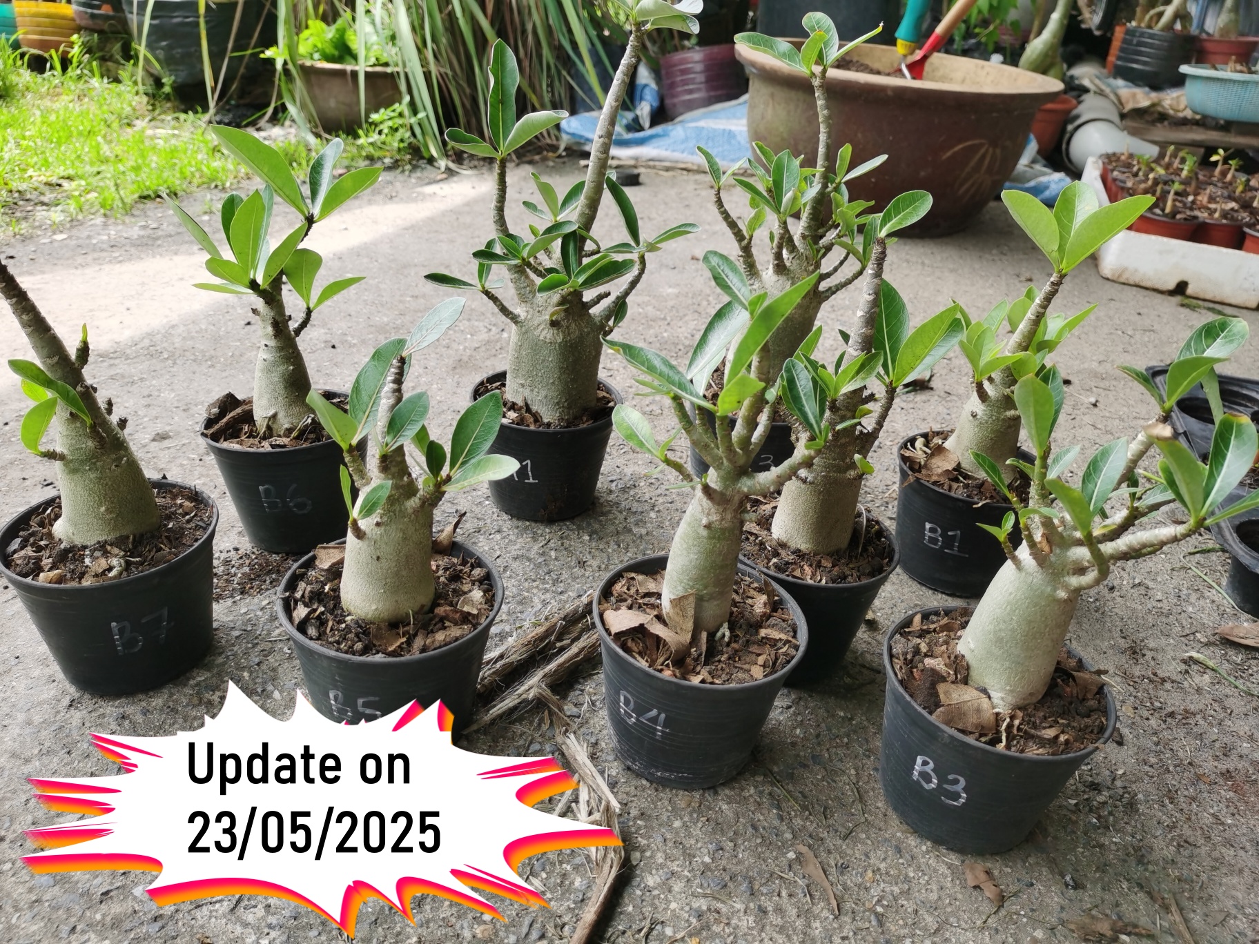 Pokok Bunga Kemboja "Thai Soco" (akar asal)/"Thai Soco" Adenium Plant ...
