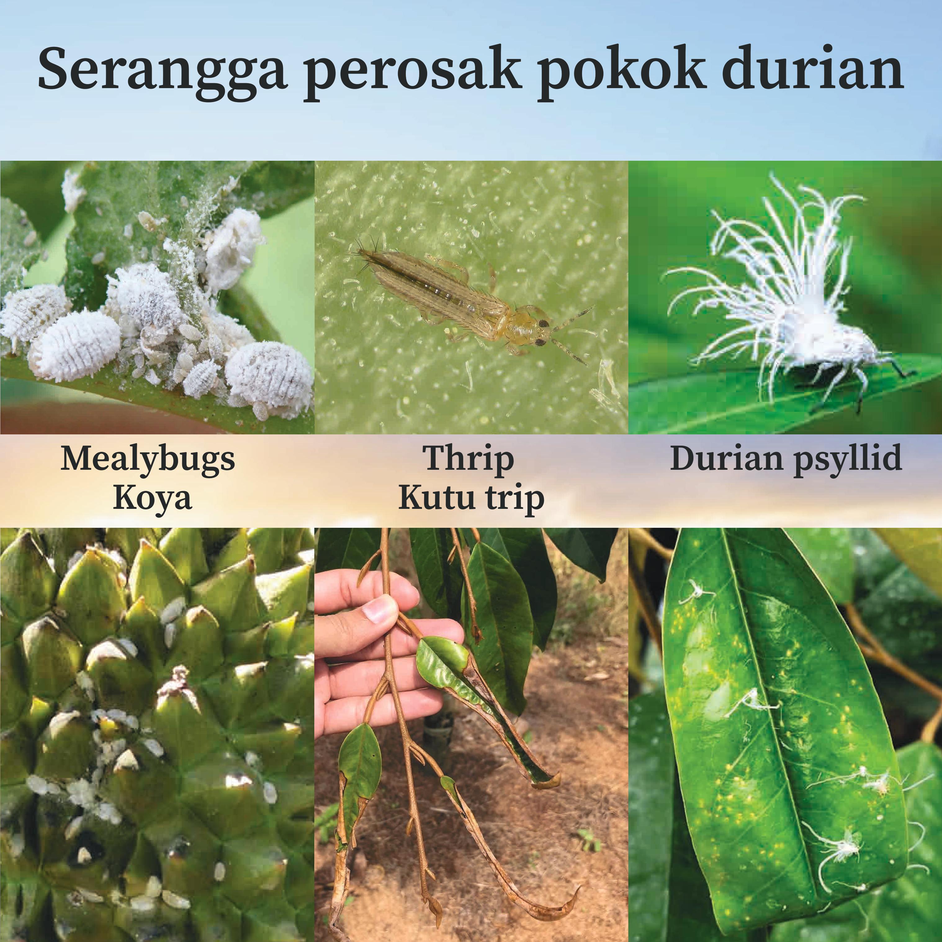 2kg 𝐓𝐡𝐚𝐢𝐥𝐚𝐧𝐝 𝐒𝐭𝐚𝐫𝐤𝐥𝐞 𝐆 Insecticide Racun Serangga Fruits vegetables ...