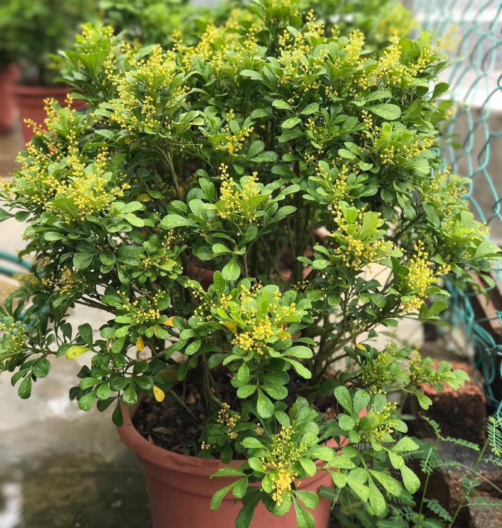 RINA • aglaia odorata • Chinese perfume tree fragrant fragrance bunga ...