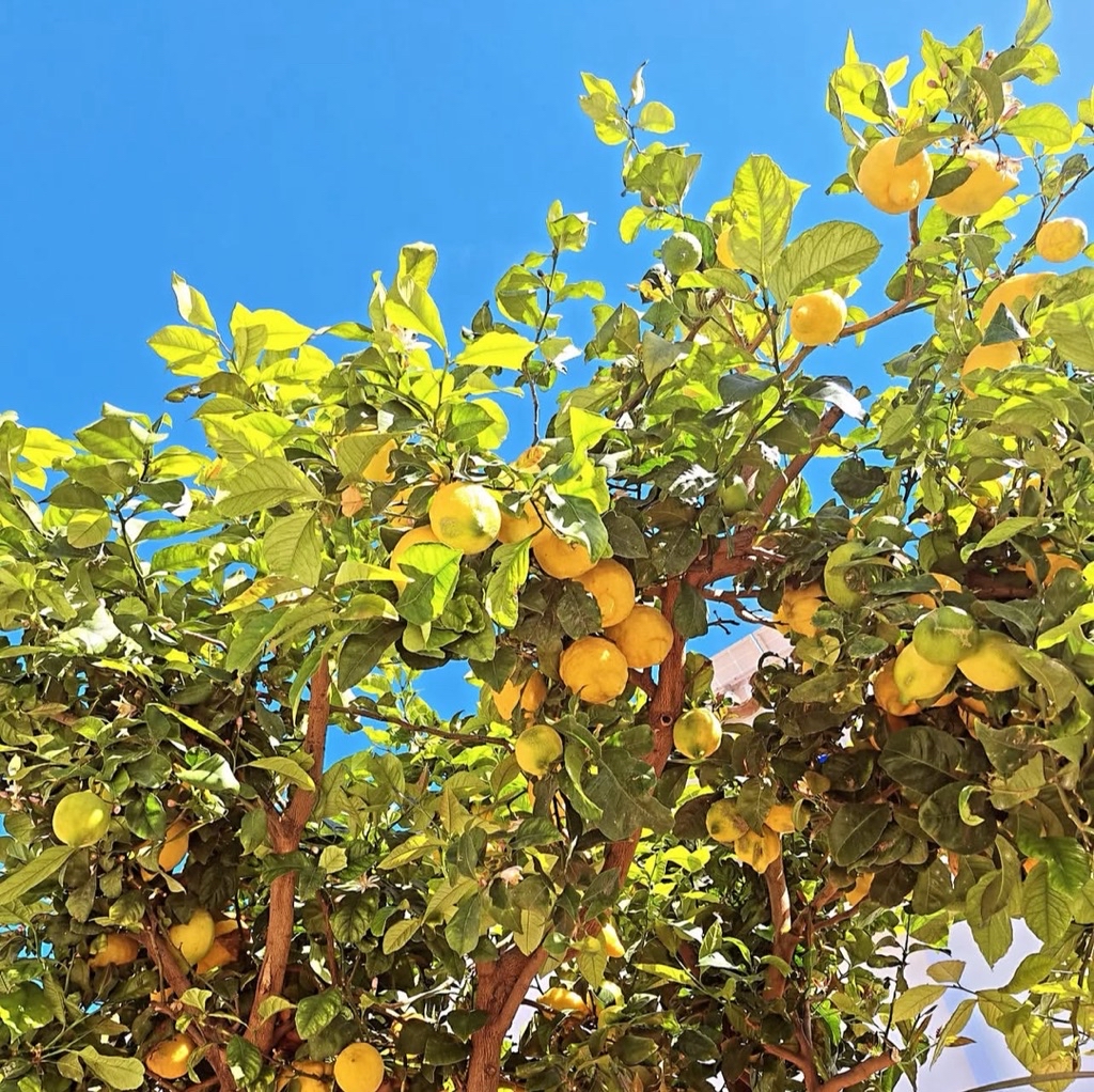 Rina • anak pokok lemon kuning australia • dijamin segar fruit sapling ...
