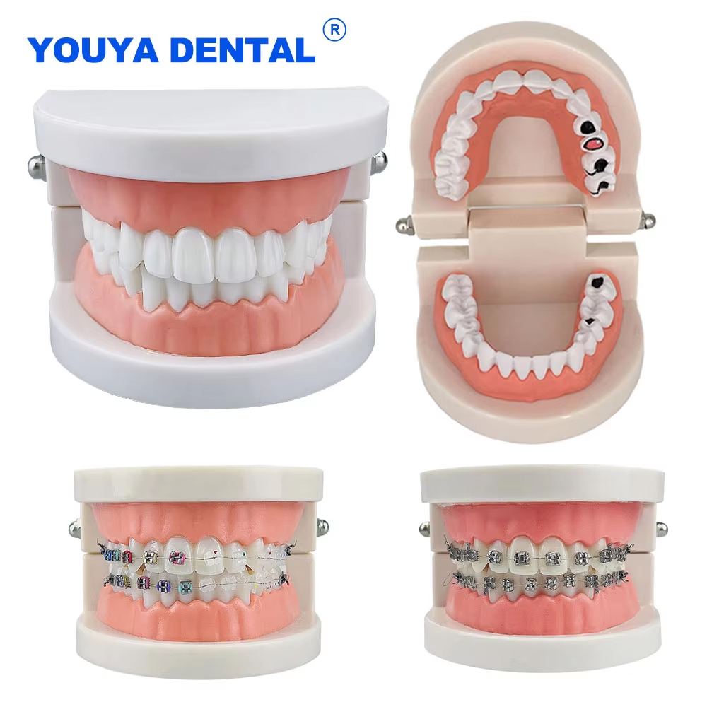 Tooth Model for Student Dental Model Teeth Dental Study Model Standard ...