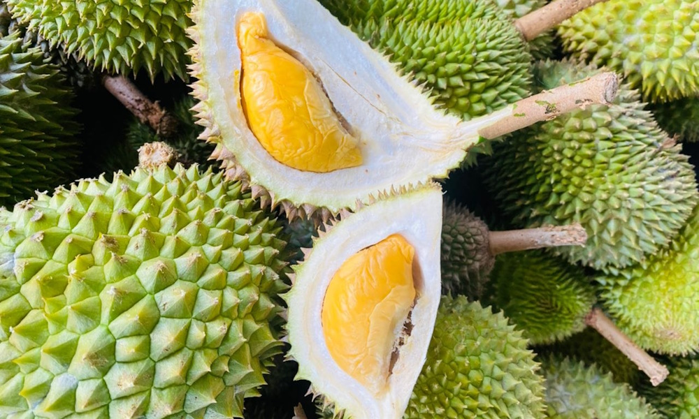 Anak Pokok Durian Kang Hai/Gan Hai D208 | Shopee Malaysia