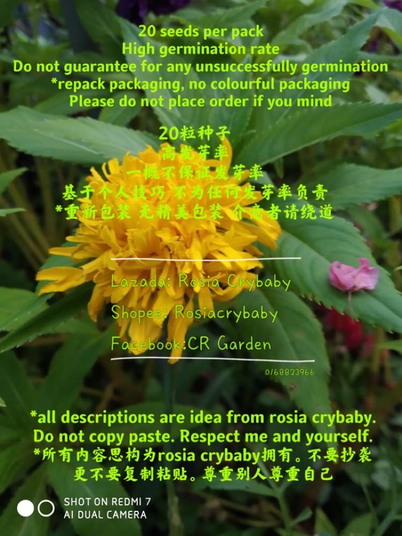20 Biji Benih Daun Semanggi Putih白三叶草20粒White Clover 20 Seeds(Full Sun ...