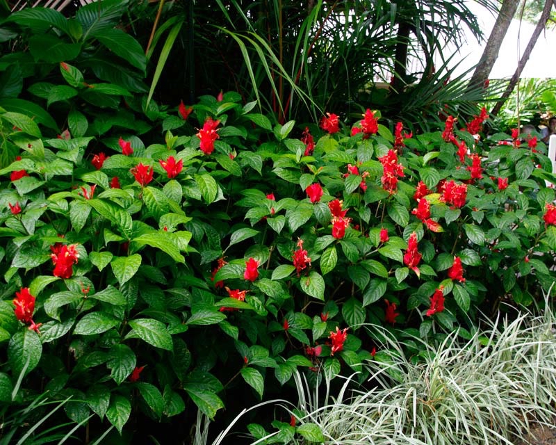 (GG REAL PLANT) Ruellia chartacea ^ peruvian wild petunia bunga merah ...