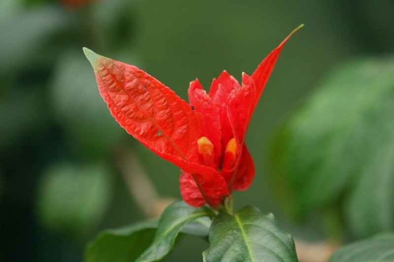 (GG REAL PLANT) Ruellia chartacea ^ peruvian wild petunia bunga merah ...