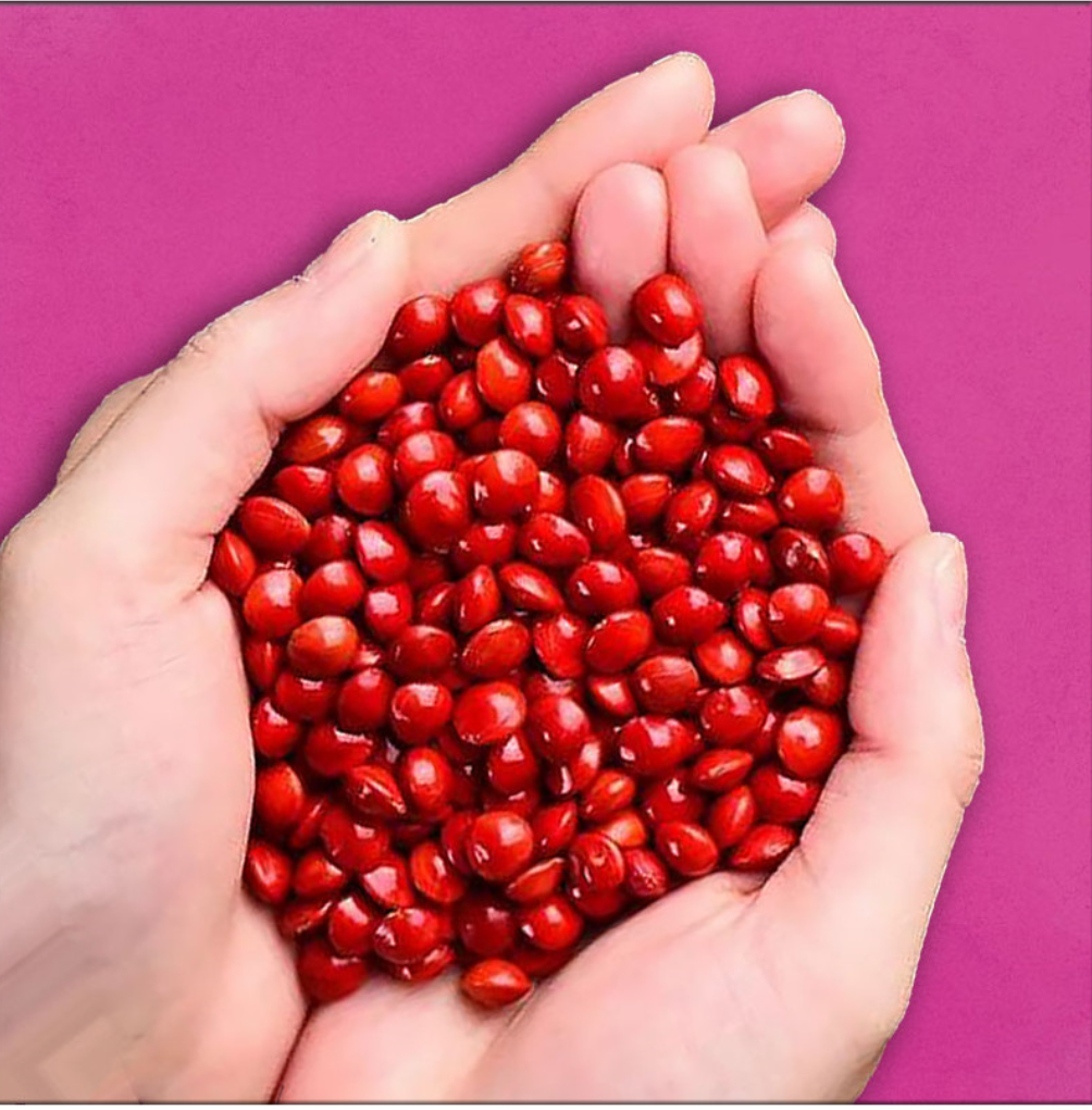 180pcs Saga Seeds Seed Biji Benih Saga Sandalwood Seed Adenanthera ...