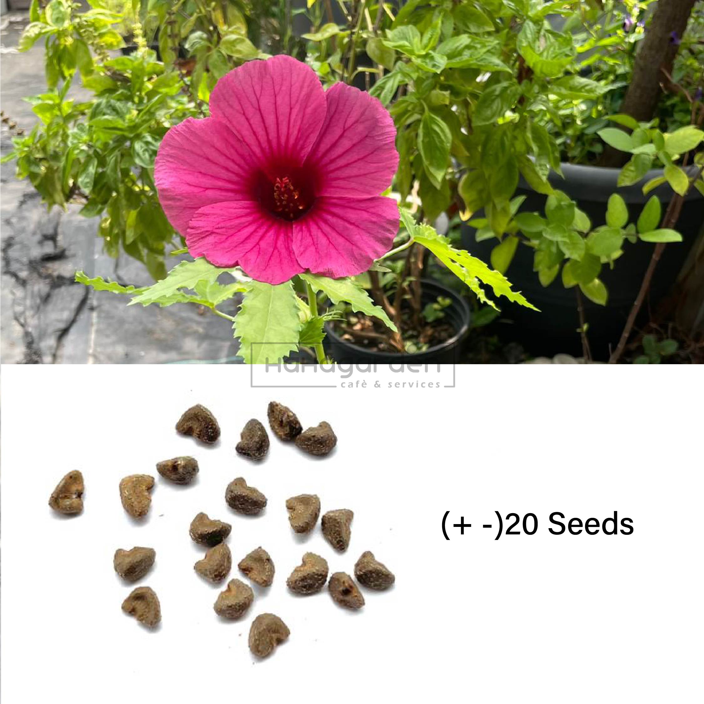 Biji Benih Kenaf (Hibiscus Cannabinus)/ Brown Indian Hemp/ Pokok Bunga ...