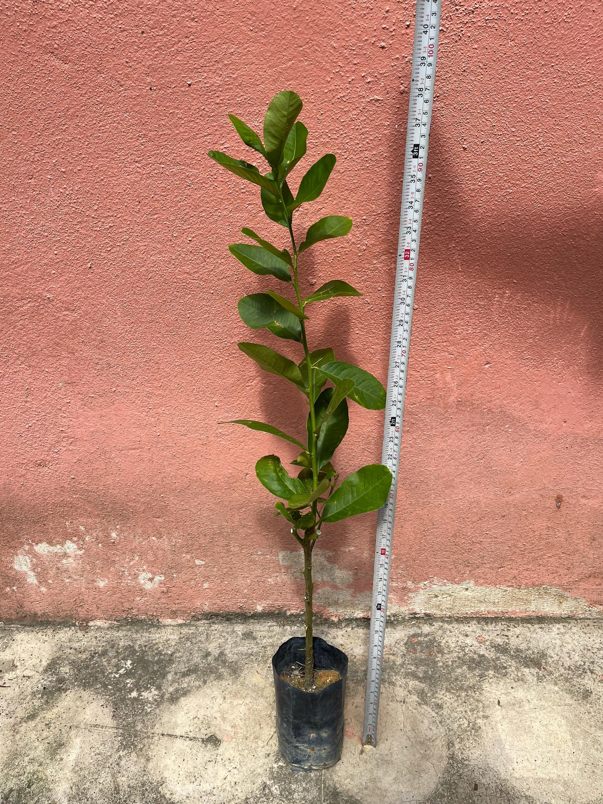 POKOK LEMON EUREKA (EUREKA LEMON) | Shopee Malaysia