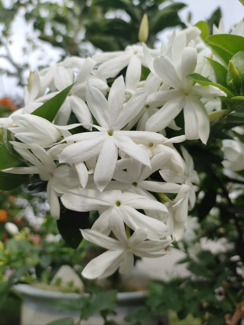 星茱莉植物花苗/Anak Pokok Bunga Bintang Melati /Star Jasmine Flower Plant ...