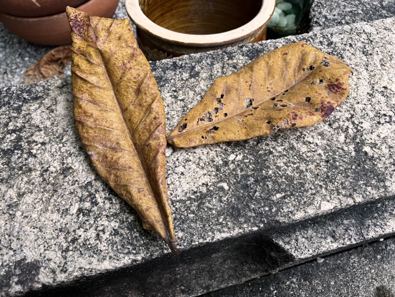(10 pcs) 橄仁叶 /Daun Ketapang / Indian Almond Leaves / Catappa Leaf untuk ...