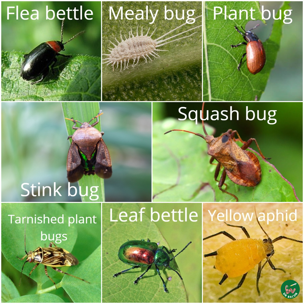 2kg 𝐓𝐡𝐚𝐢𝐥𝐚𝐧𝐝 𝐒𝐭𝐚𝐫𝐤𝐥𝐞 𝐆 Insecticide Racun Serangga Fruits vegetables ...