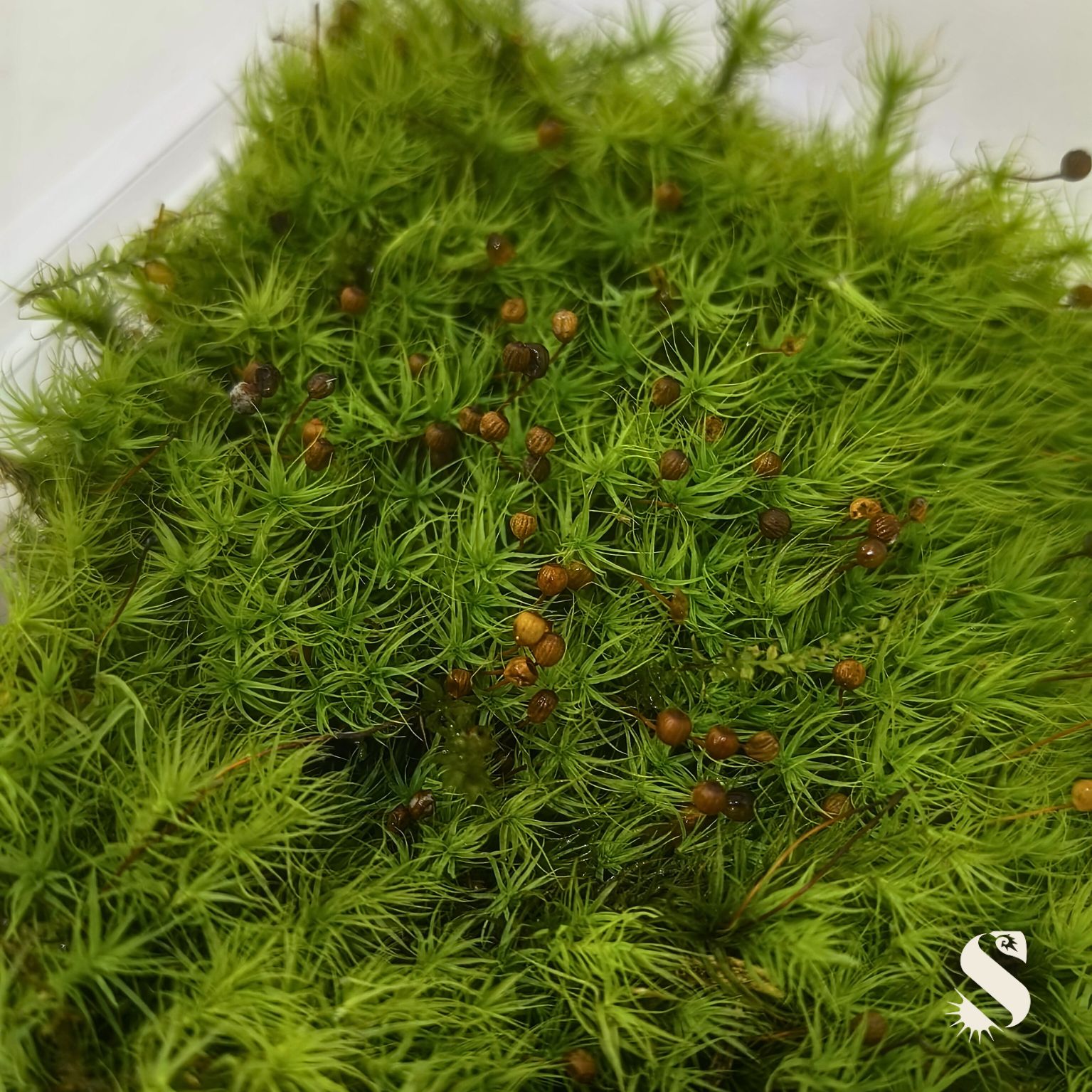 Rare Moss Apple Moss Bartramia Pomiformis, Terrarium Moss, Paludarium ...
