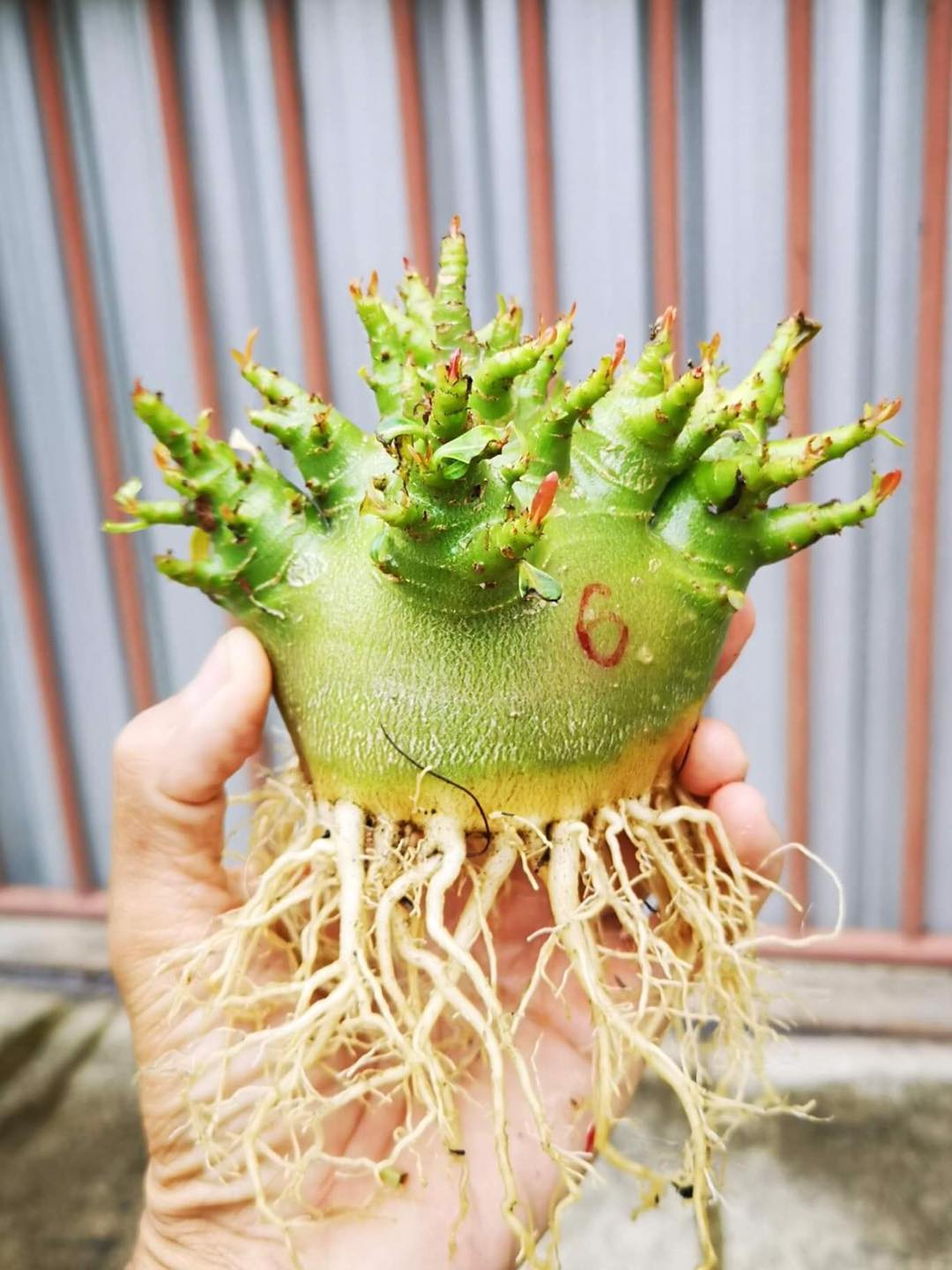 Benih Bunga Kemboja "King Kong"/"King Kong" Adenium Seed/"King Kong ...