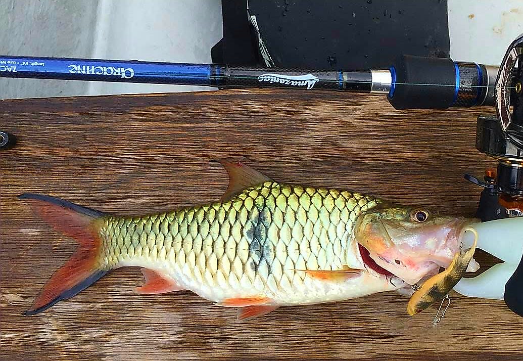 Zerek Amazoniac Arachne Casting Rod | Shopee Malaysia