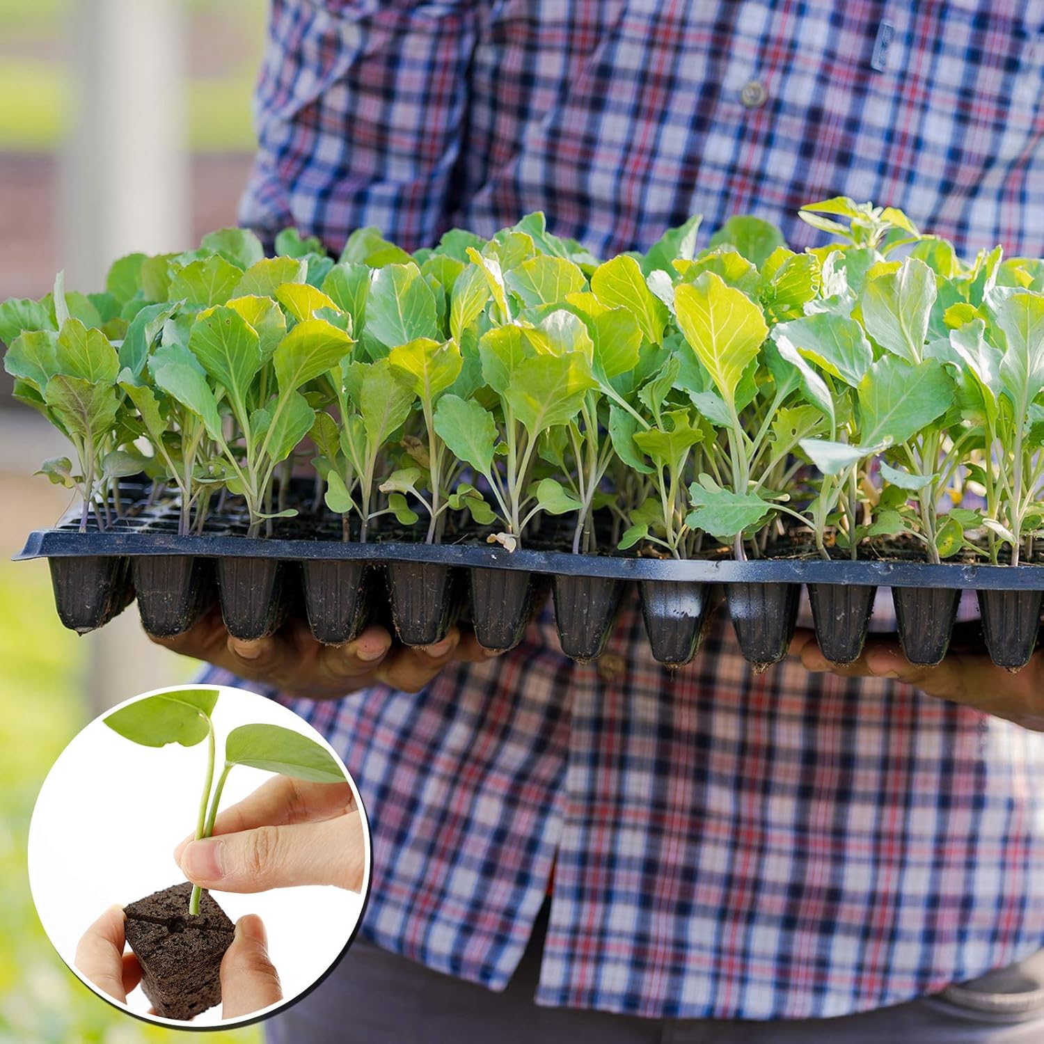 5PCS rockwool hidroponik Grow Sponge span hidroponik rockwool span ...