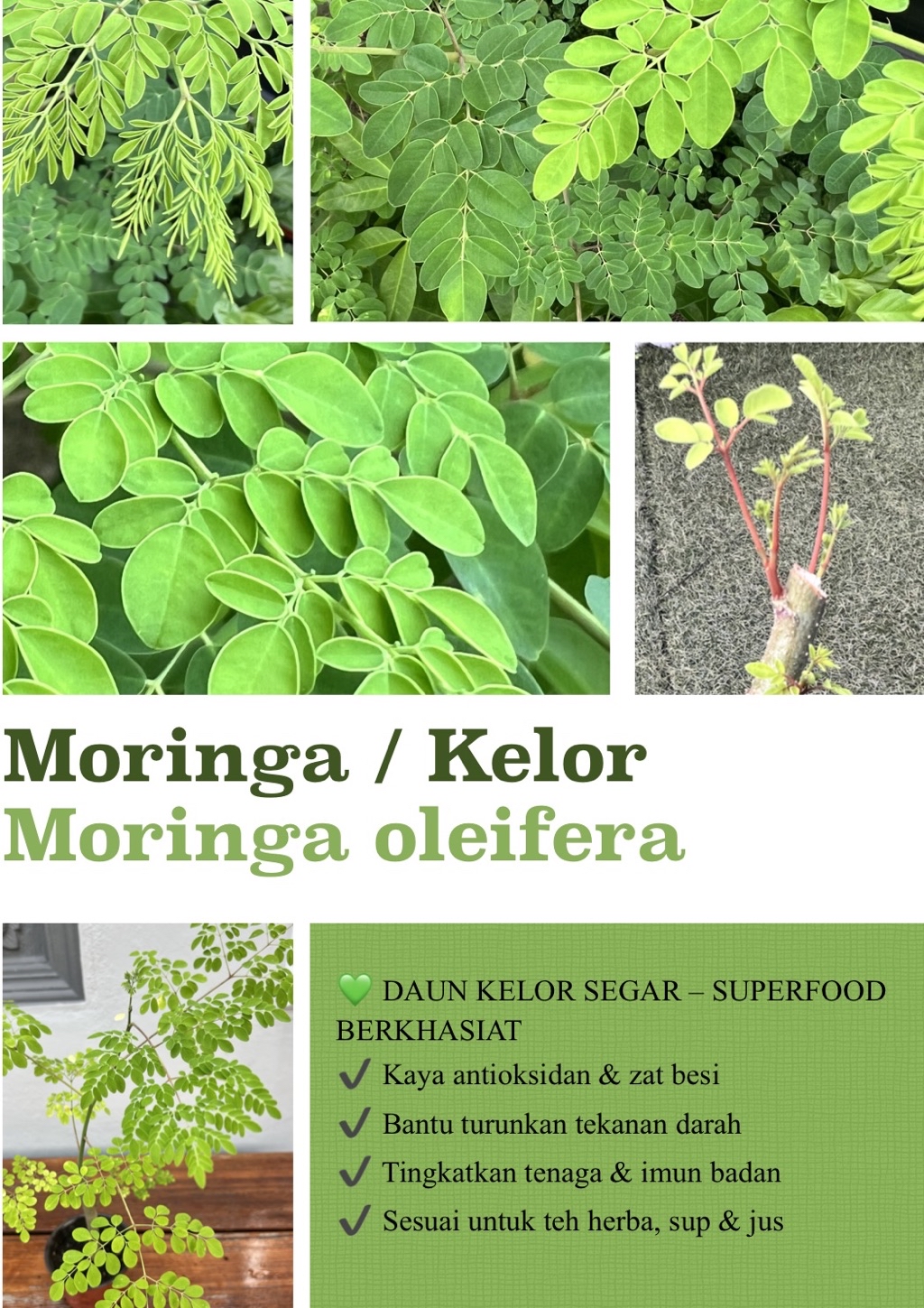 Anak Pokok Moringa / Kelor – Daun Superfood & Pokok Ajaib – Live Plant ...