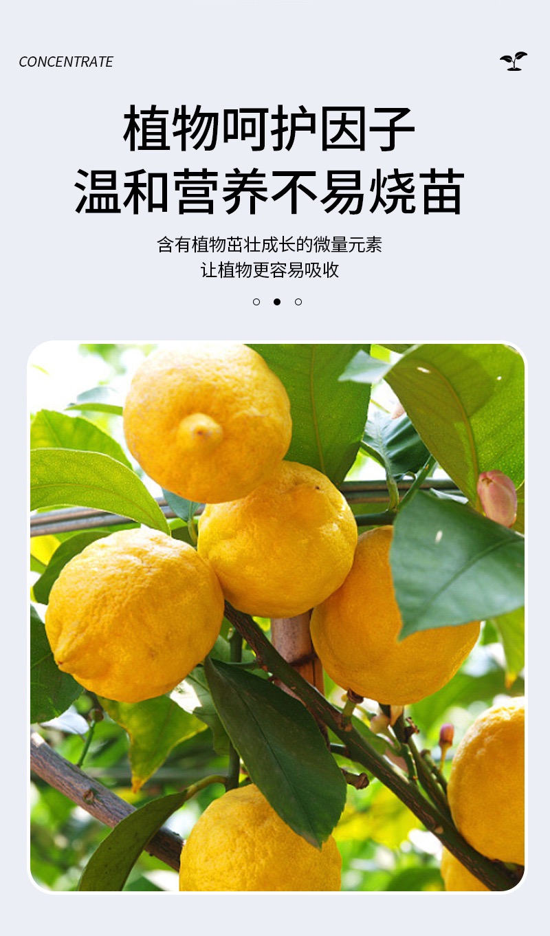Baja Limau Lemon Limau Kasturi Limau Nipis Citrus Fertiliser Nutrient ...