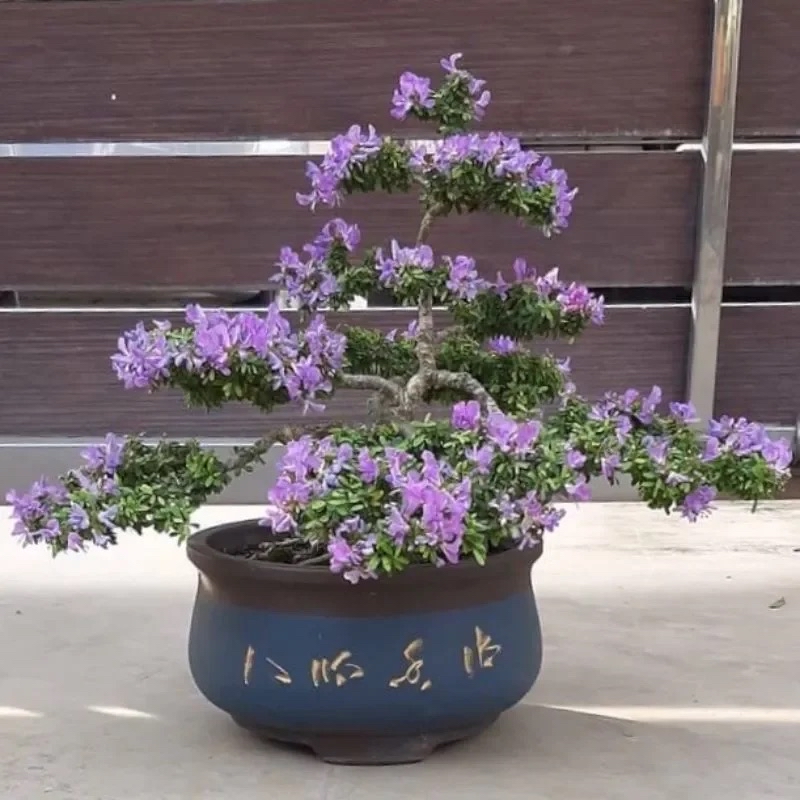 (GG real plant) blue bell ^ pokok hidup hiasan rumah live indoor house ...