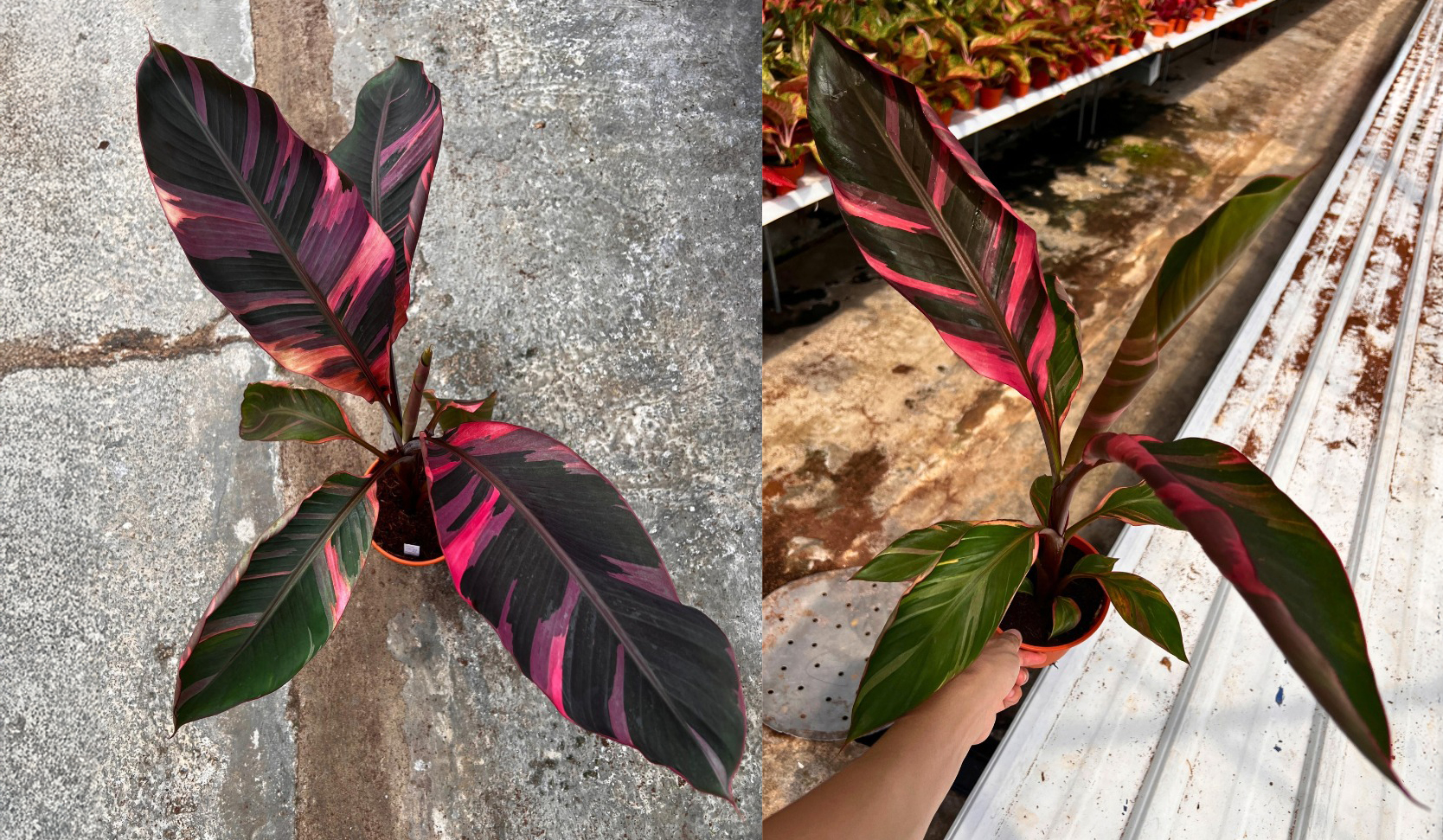 RARE Pokok Musa Nono Pink Variegated / Pisang Nono Rare Hot Pink Musa ...