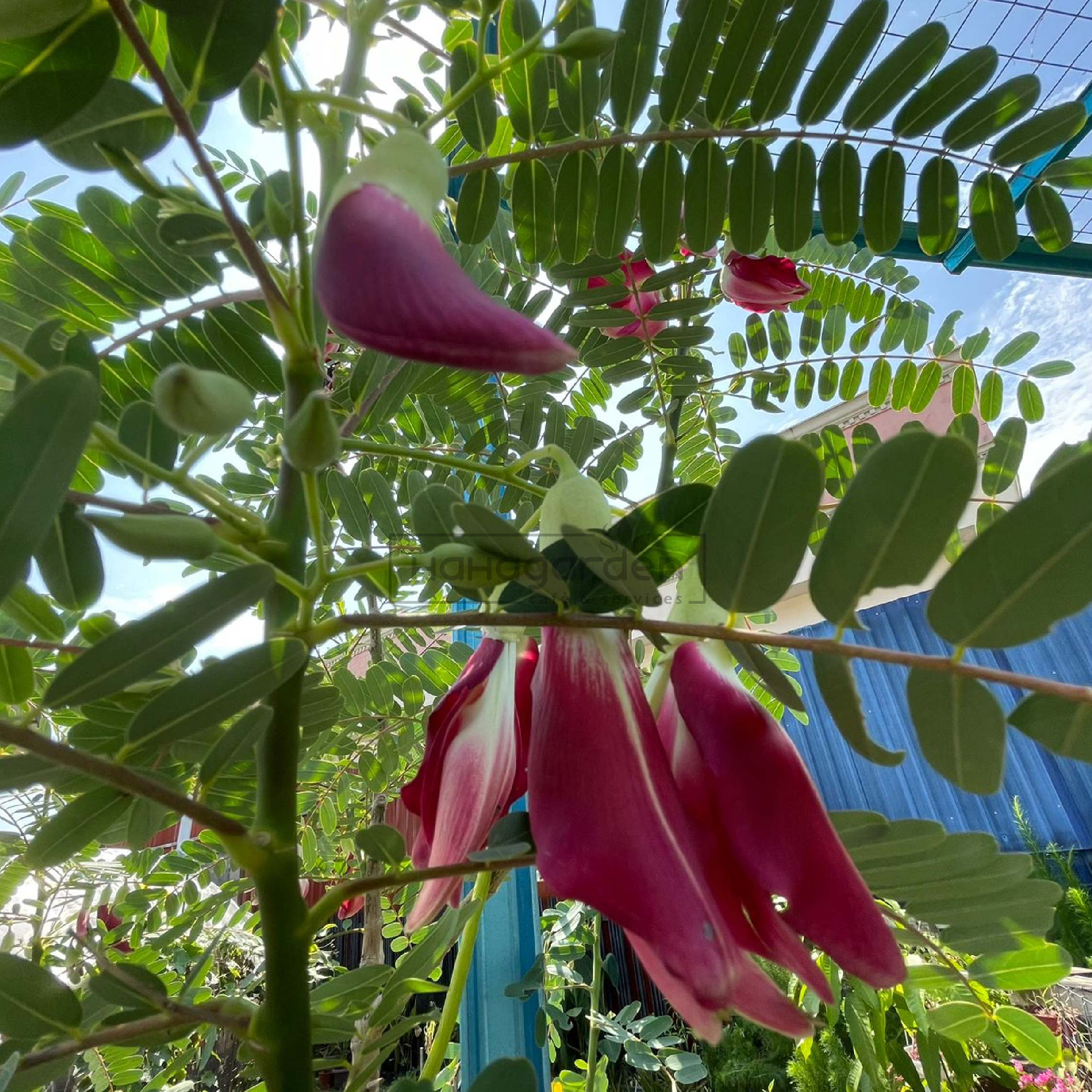 Biji Benih Pokok Turi Merah/ Geti Merah/ Benih Sayur/ Ulam/ Sesbania ...