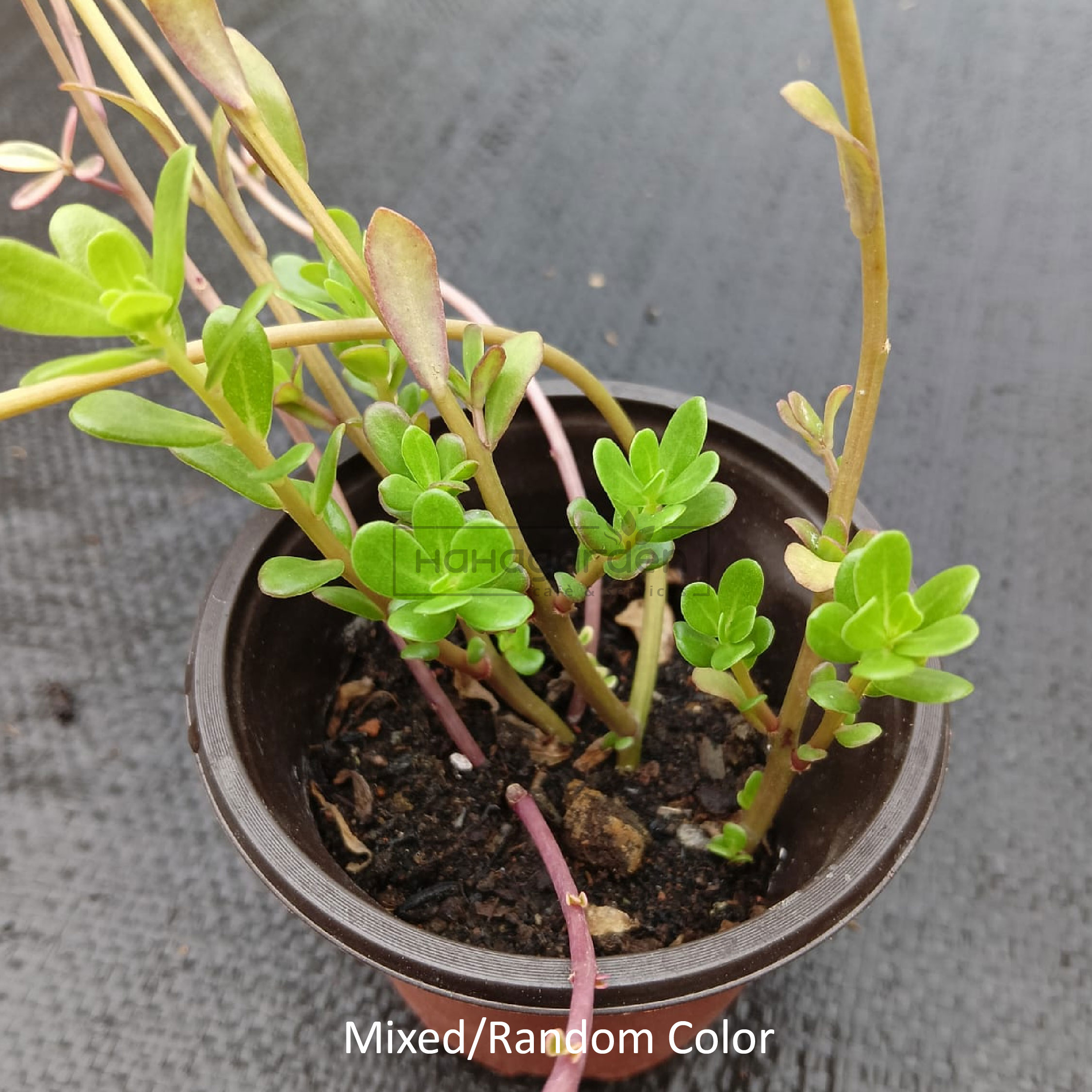 Anak Pokok Bunga Ros Jepun/Japanese Rose/Pokok Bunga Pukul 10 - Mixed ...