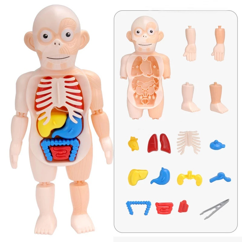 Human Body Anatomy Skeleton Organ DIY STEM Human Body Anatomy Model Kit ...