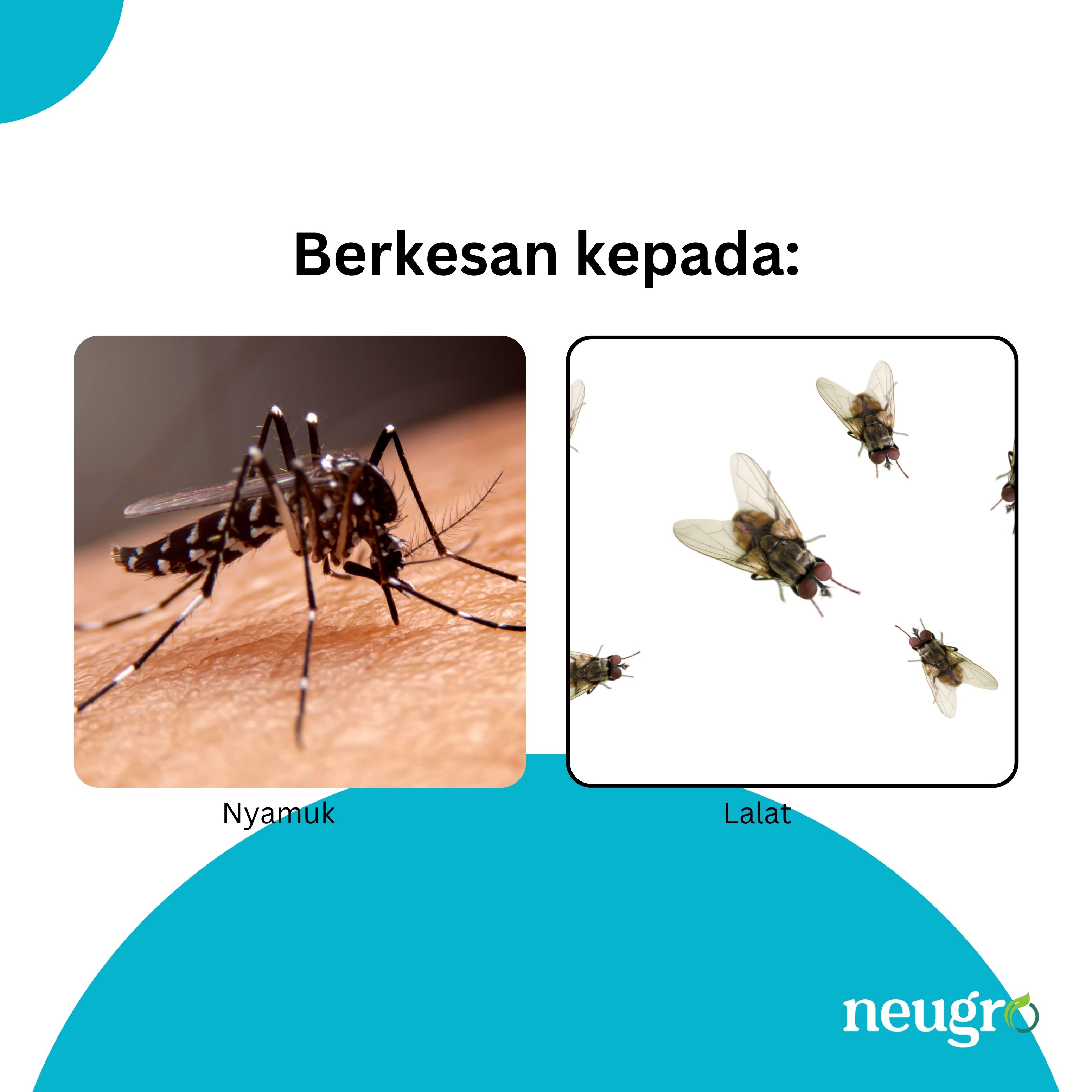 Bayer Resigen (1L) Insecticide Racun Nyamuk Aedes Ubat Nyamuk Racun ...