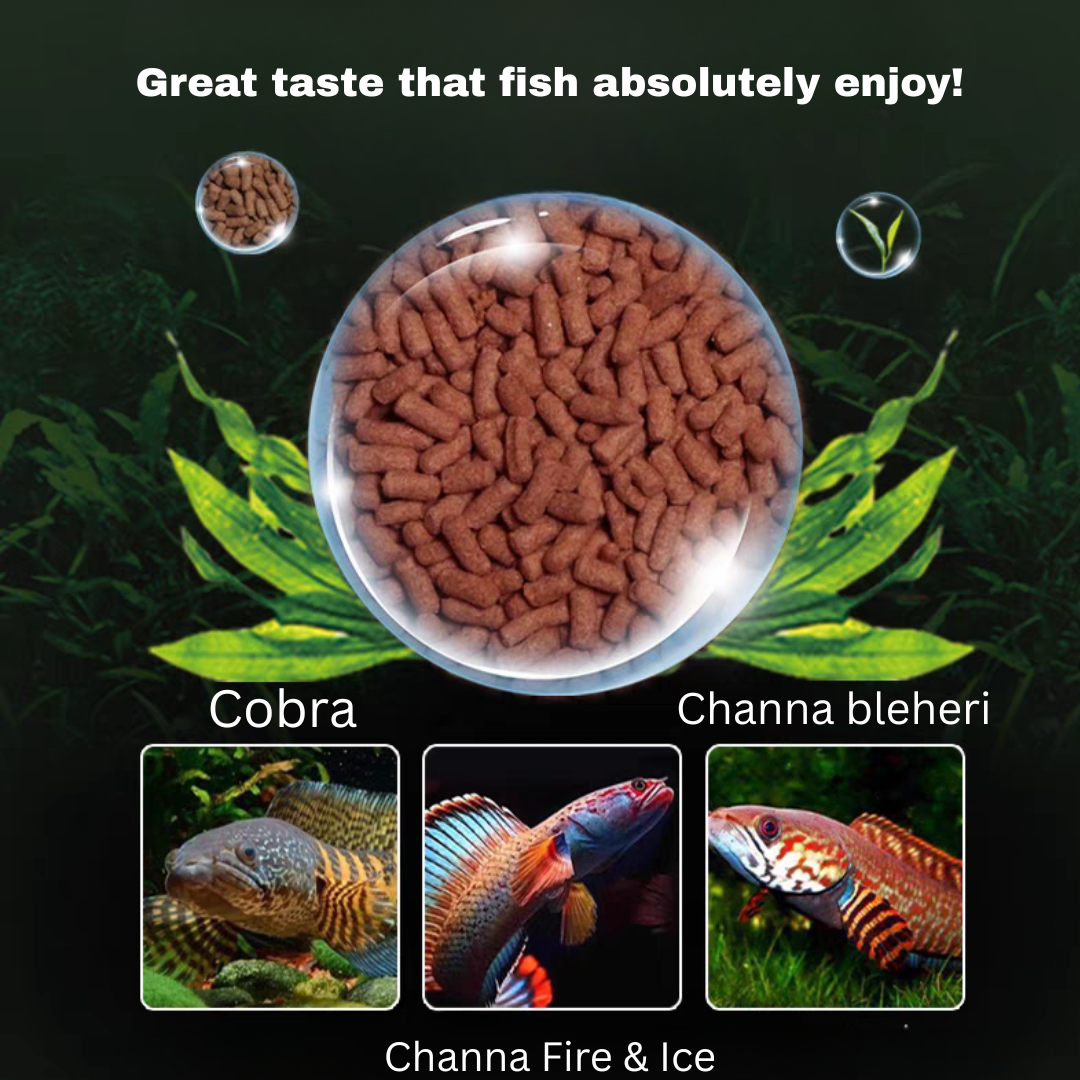 DL PRO FOOD STICK COLOUR ENHANCE 110g - Special For CHANNA Fish Arowana ...