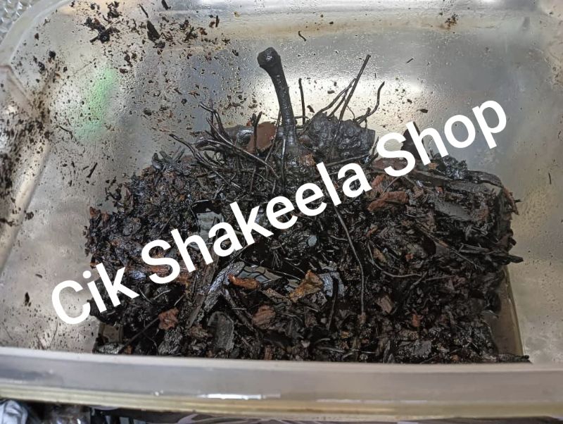minyak tradisional ikan linang dan belacak 30ml | Shopee Malaysia