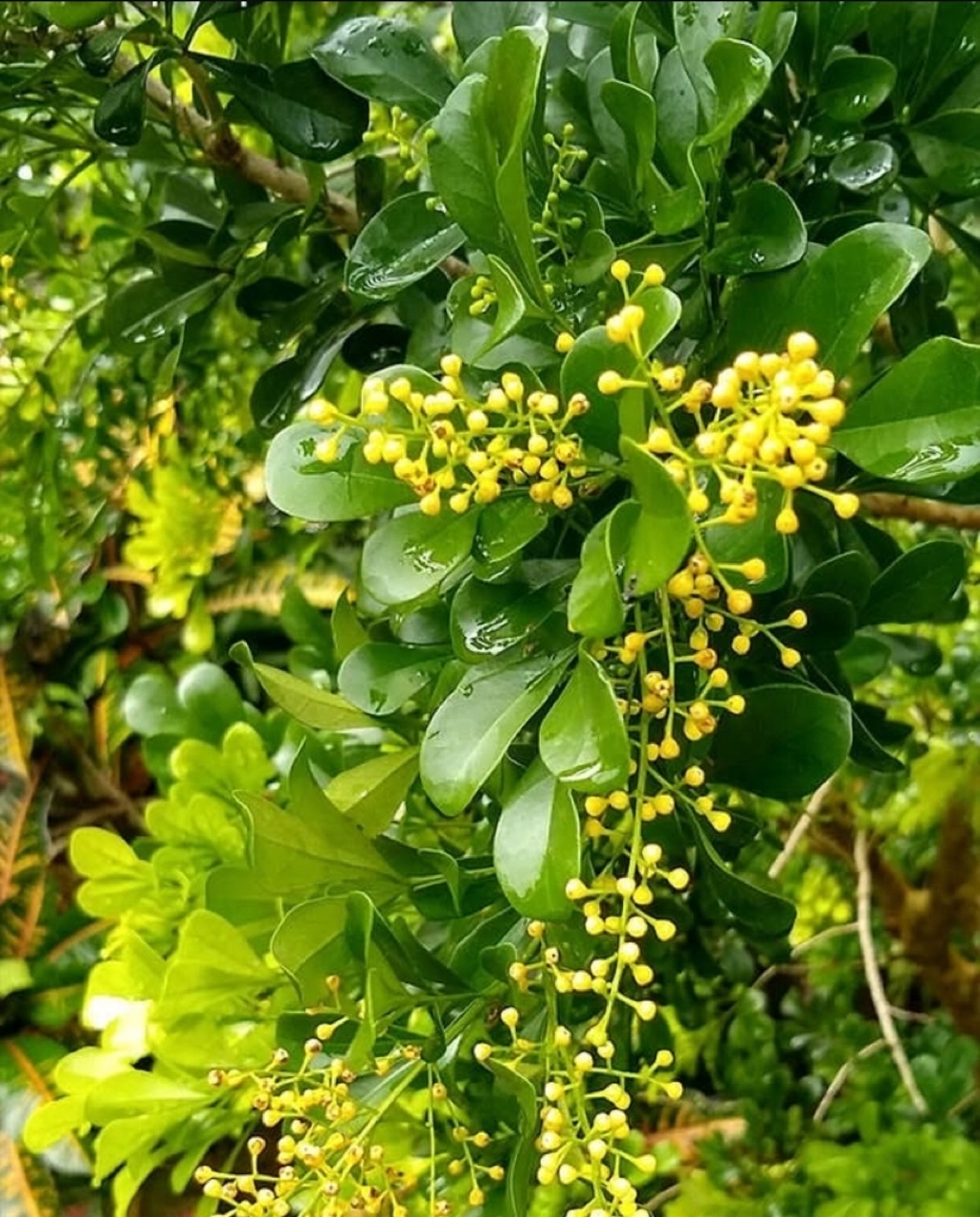 RINA • aglaia odorata • Chinese perfume tree fragrant fragrance bunga ...