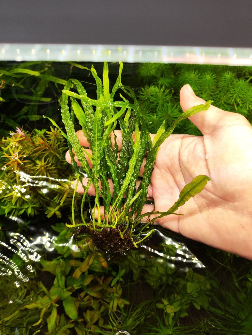 Microsorum Pteropus (Needle Leaf Fern) “15leaf+-，submerged”/aquatic ...