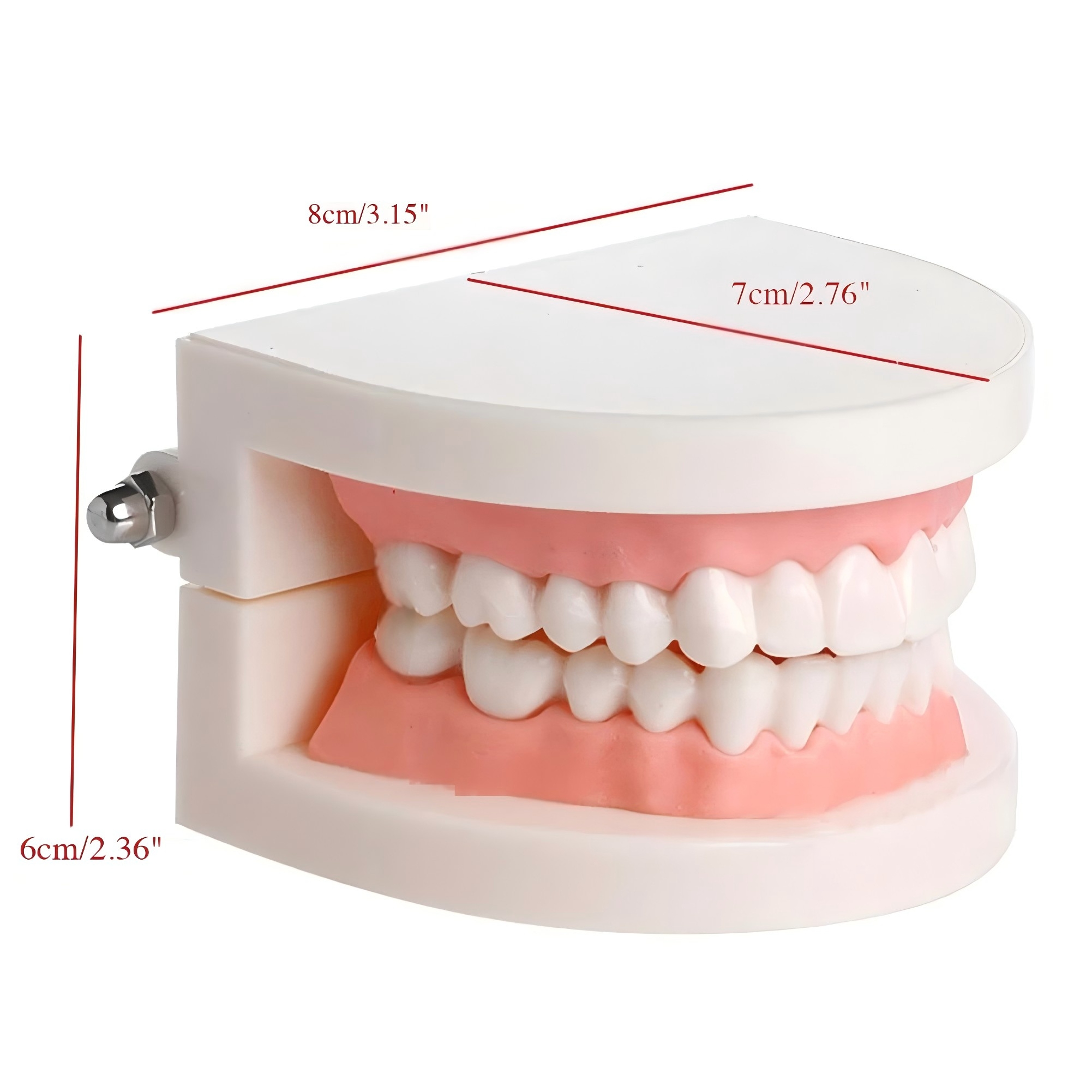 Tooth Model for Student Dental Model Teeth Dental Study Model Standard ...