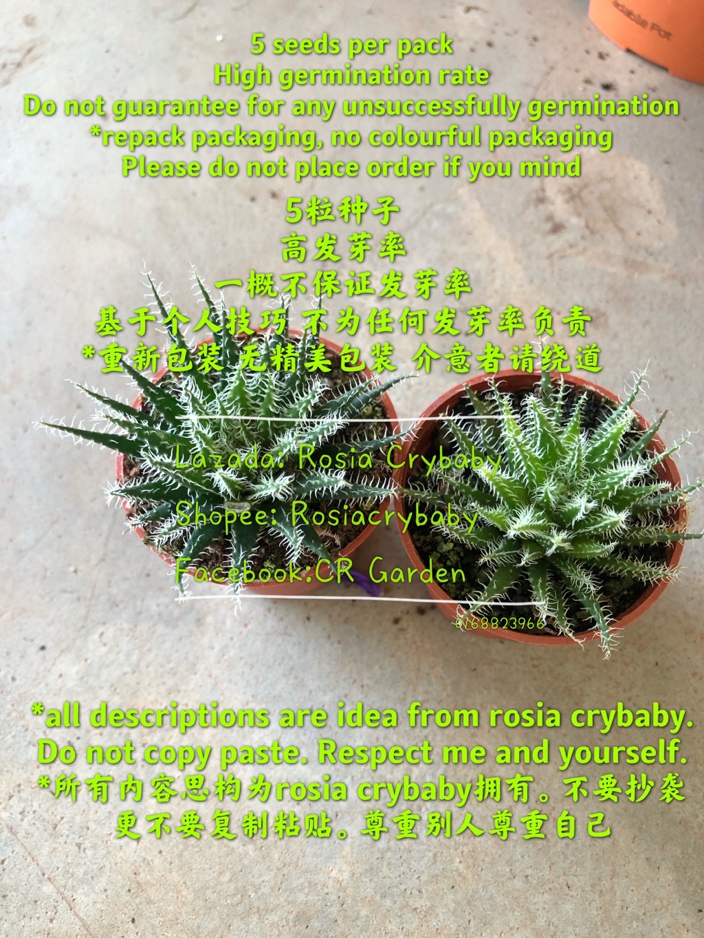 Cosmos Happy Ring 5 Seeds 欢乐铃声波斯菊5粒 (Full Sun, 80 Days, Plant Height ...