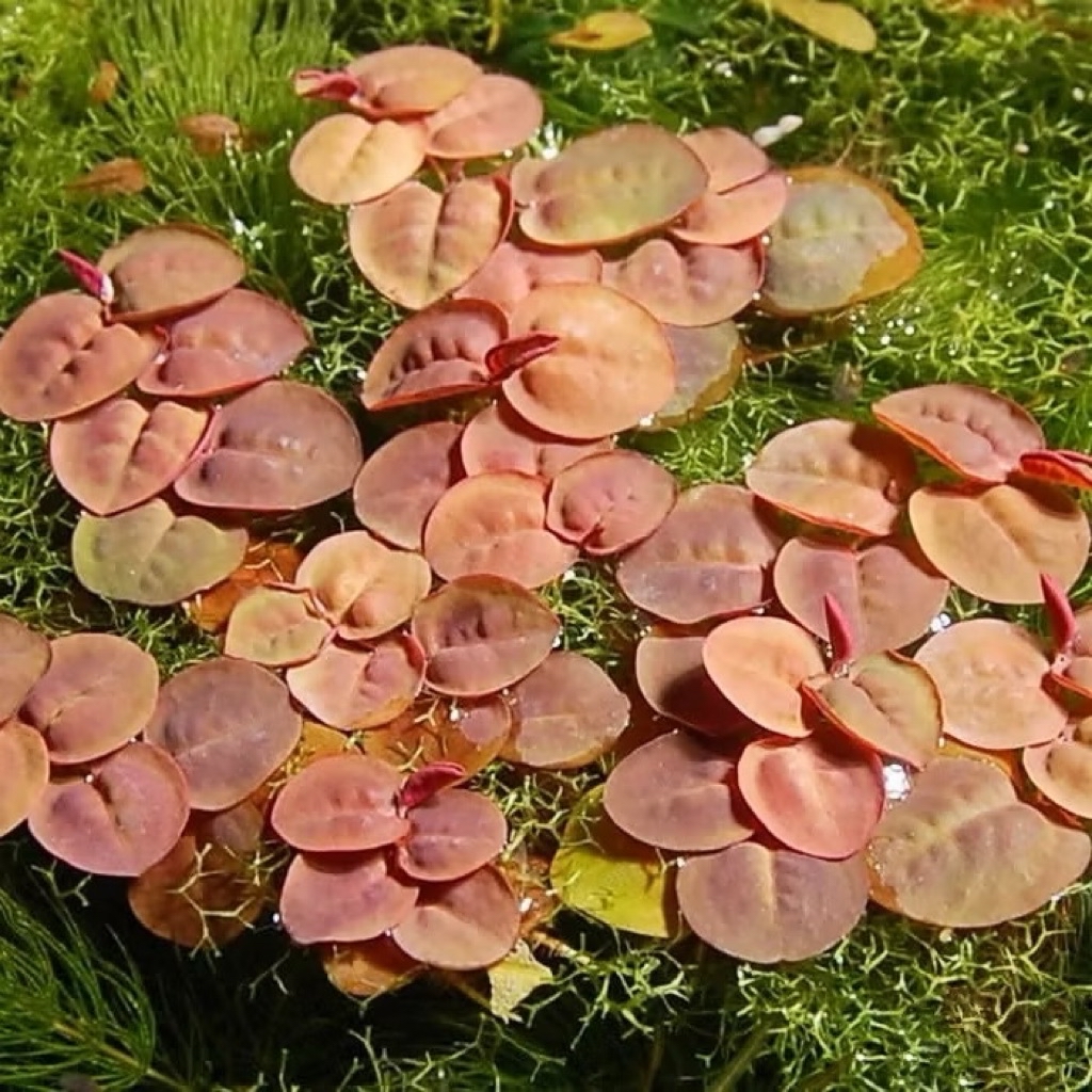 1pc RED ROOT FLOATER ( Phyllanthus fluitans ) Super RED AQUATIC PLANT POKOK AKAR MERAH KIAMBANG ...