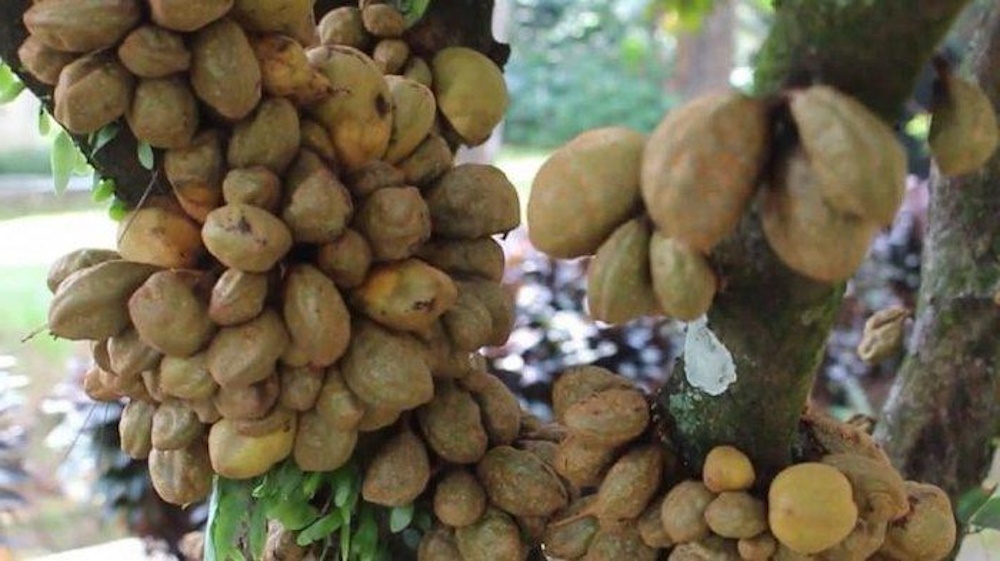 Pokok Nam Nam @ Katak Puru Lejen Saiz Besar | Shopee Malaysia