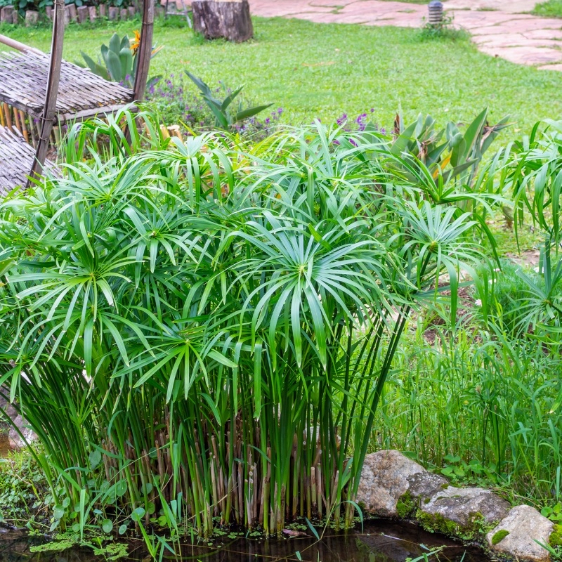(GG real plant) cyperus alternifolius ^ pokok umbrella grass papyrus ...